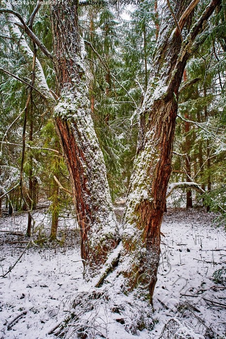 Kuva: Vanha raita ja ensilumi - Raita puu metsä sekametsä lumi ensilumi ...