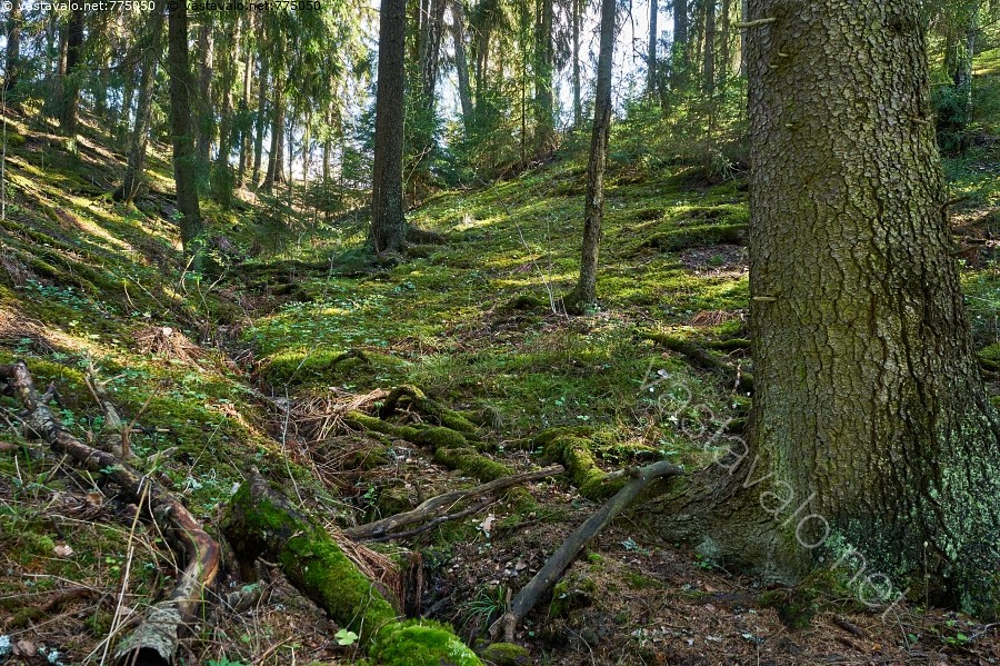 Kuva: Raviini Myllykoskella - metsä raviini kuru kursu rotko puro kuusi ...