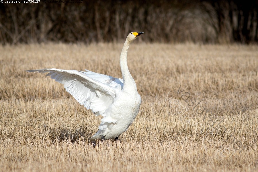 Kuva: Joutsen - joutsen lintu iso suuri siivet uljas levittää valkoinen ...
