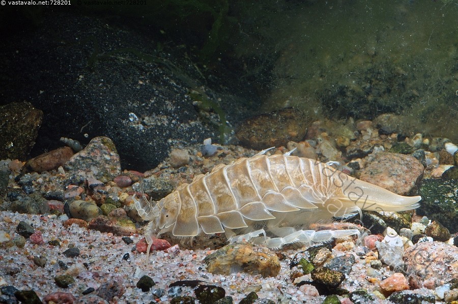 Kuva: Kilkki - kilkki Saduria entomon äyriäinen kuoriäyriäinen siira ...