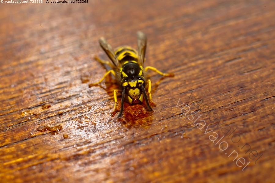 Kuva: Ampiainen pöydänpäällä - Vespidae ampiainen kesä musta keltainen ...