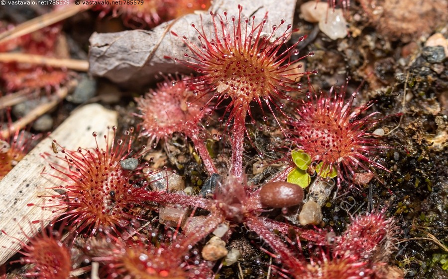Kuva: Hyönteisiä syövä kasvi - pyöreälehtikihokki kihokki kihokit ...