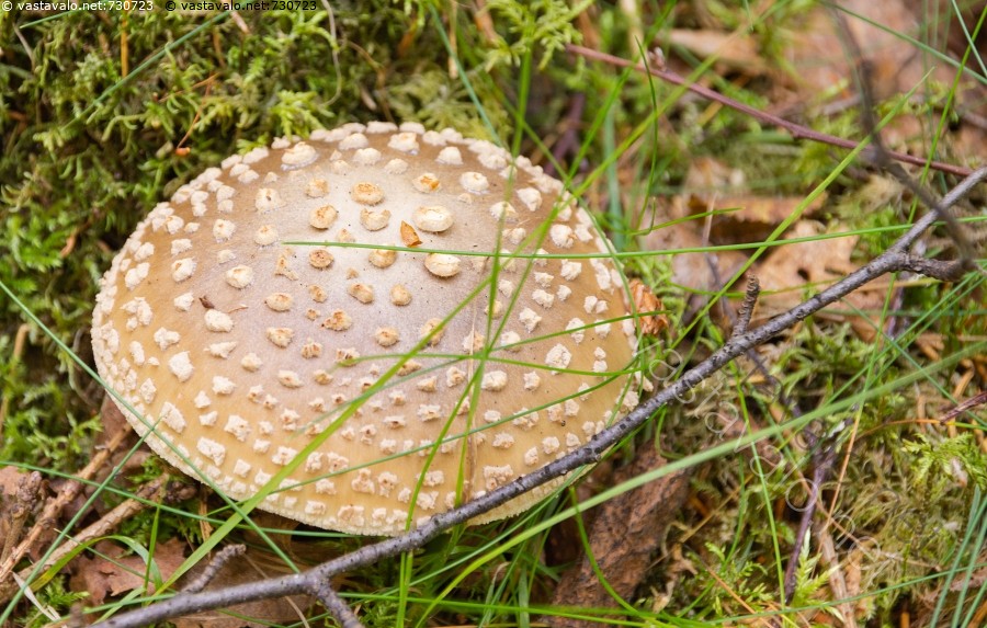 Kuva: Kärpässieni - Amanita regalis ruskokärpässieni myrkyllinen ruskea ...