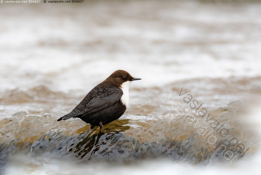 Kuva: Koskikara - lintu pikkulintu koskikara Cinclus cinclus valkea ...