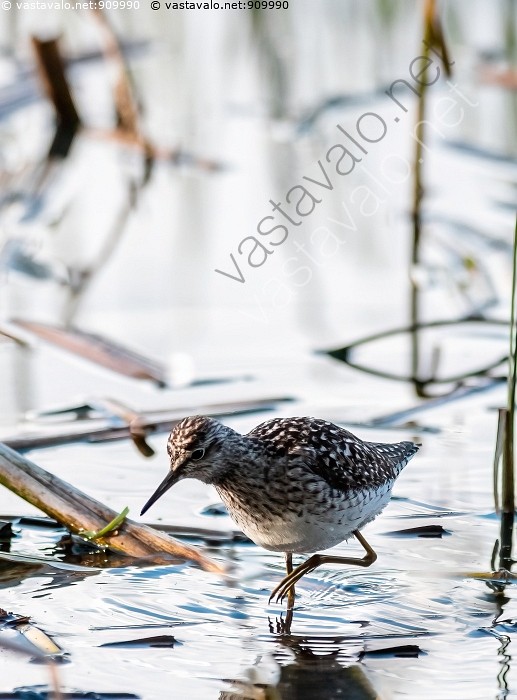 Kuva: Liro - lintu liro Tringa glareola kahlaaja ranta rannalla ...