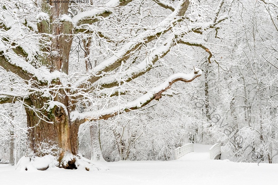 Kuva: Vanha tammi - vanha tammi Quercus robur silta tie metsä talvi ...