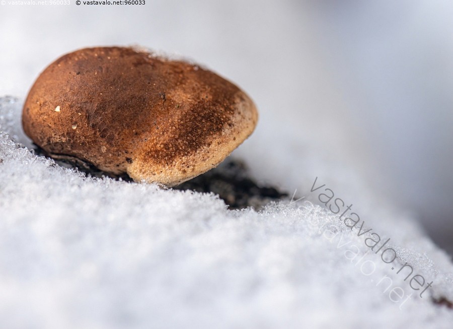 Kuva: Pökkelökääpä - kääpä käävät pökkelökääpä Piptorus betulinus ...