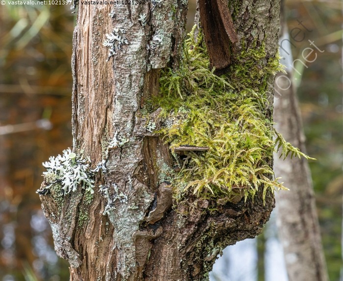 Kuva: Raidankääpä - raita Salix caprea raidankääpä Phellinus conchatus ...