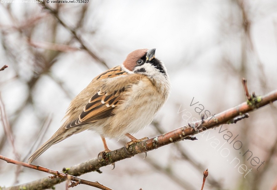 Kuva: kuka tulee - lintu linnut pikkulintu pikkuvarpunen Passer ...