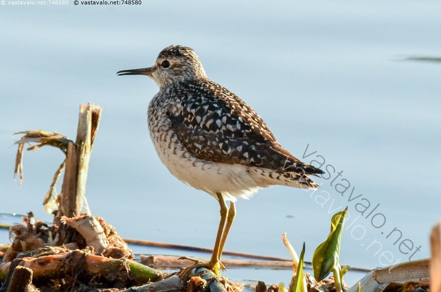 Kuva: Liro - liro Tringa glareola lintu linnut kahlaaja ranta rannalla ...