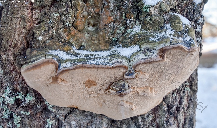 Kuva: Haavankääpä - kääpä käävät haavankääpä haapa Populus tremula ...