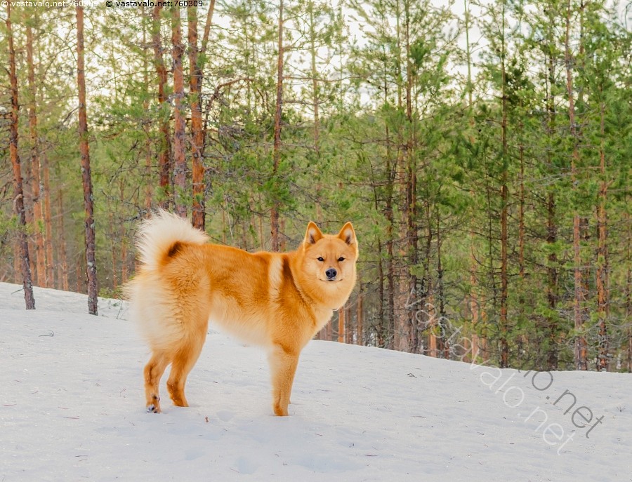 Kuva: Suomenpystykorva - koira pystykorva metsästyskoira puhdasrotuinen ...