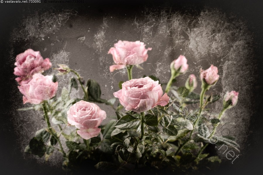 Kuva: Nostalginen tunnelma - ruusu vaaleanpunaiset ruusut ruusukimppu ...