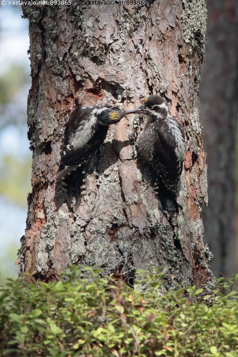 Kuva: Pohjantikat - Picoides tridactylus keltainen päälaki ...