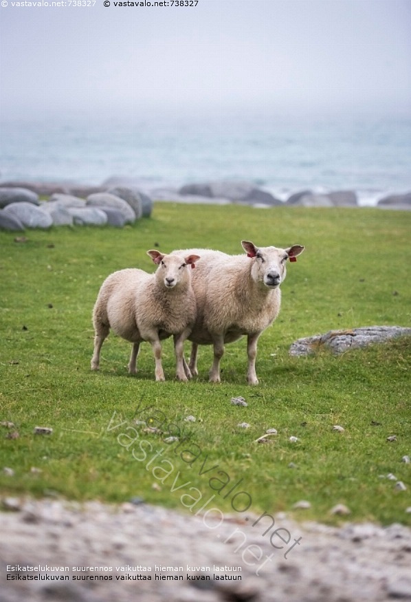 Kuva: Lampaita Lofooteilla - lammas lampaat emo karitsa meri ranta ...