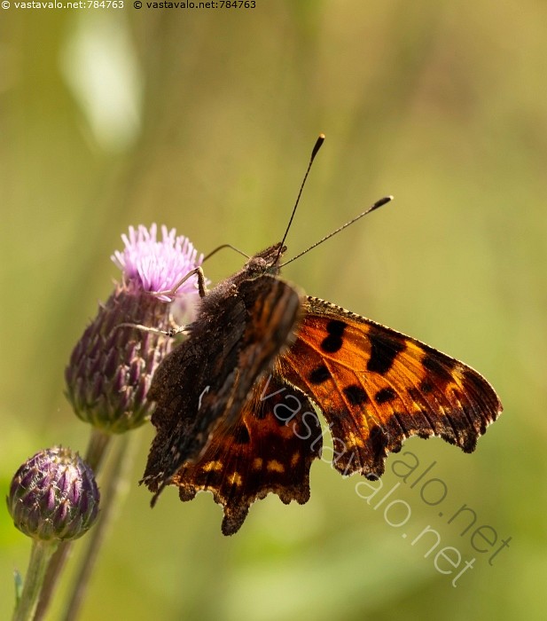 Kuva: herukkaperhonen - herukkaperhonen Polygonia c-album päiväperhonen ...