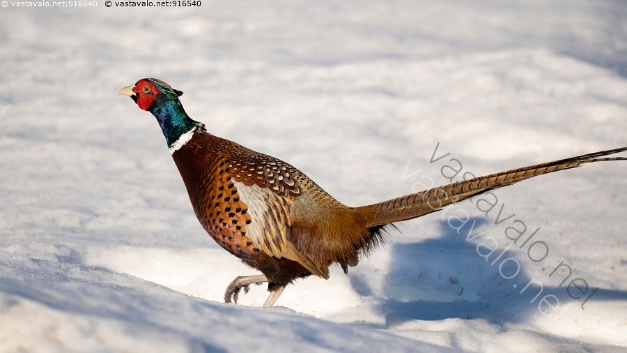 Kuva: Fasaani keväthangella - Phasianus colchicus lintu kanalintu ...