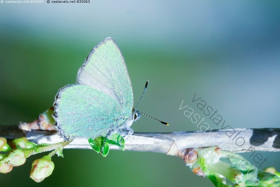 Kuva: Pieni perhonen - kangasperhonen vihertävä sinertävä sininen ...