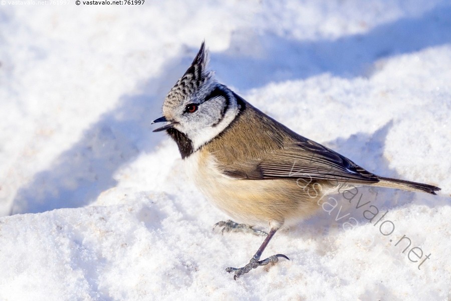 Kuva: Töyhtötiainen - lintu pikkulintu lumi talvi tiainen Lophophanes ...