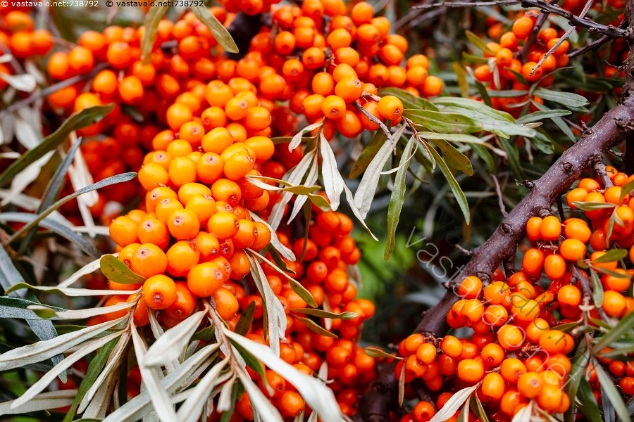 Kuva: Tyrnimarjat - Hippophaë rhamnoides tyrni tyrnimarjat tyrnipensas ...