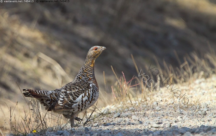 Kuva: Koppelo - metso koppelo Tetrao urogallus metsäkana metsäkanat ...