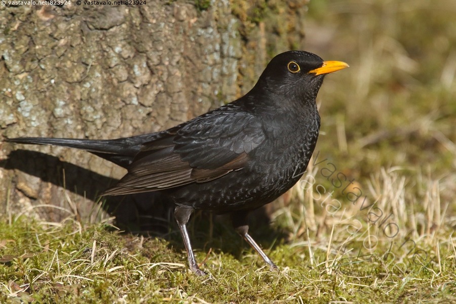 Kuva: Mustarastas - rastas mustarastas Turdus merula koiras lintu kevät ...