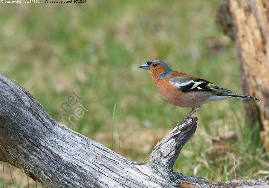 Kuva: Peippo - lintu peippo Fringilla coelebs nokka pyrstö koiras kevät ...