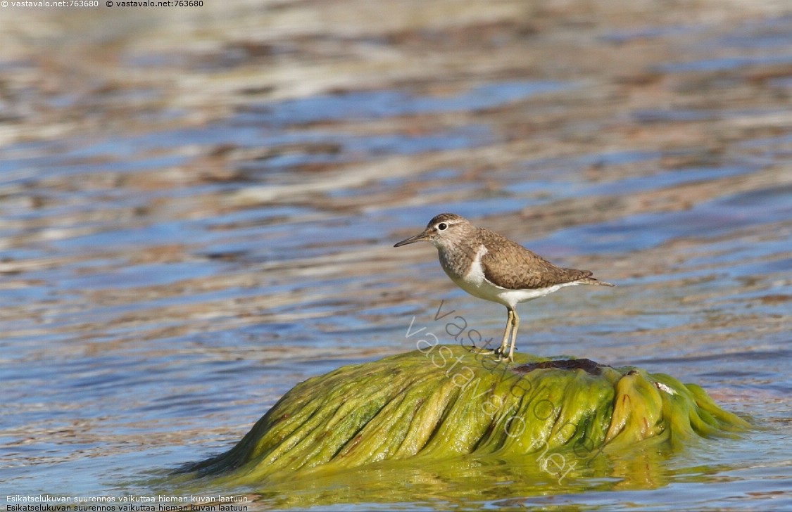 Kuva: Rantasipi - rantasipi Actitis hypoleucos kahlaaja rantalintu ...