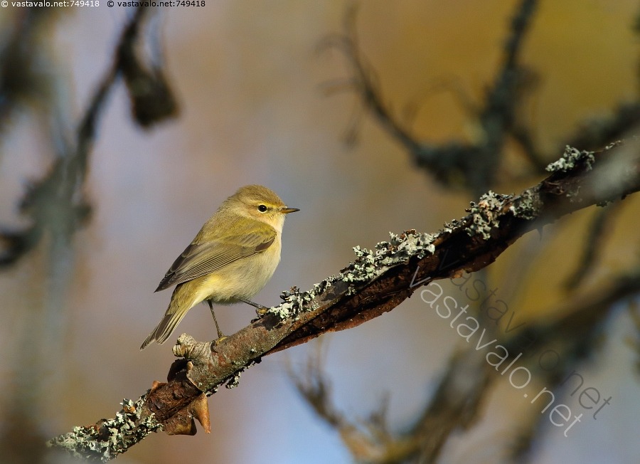 Kuva: Tiltaltti - pikkulintu tiltaltti Phylloscopus collybita ...