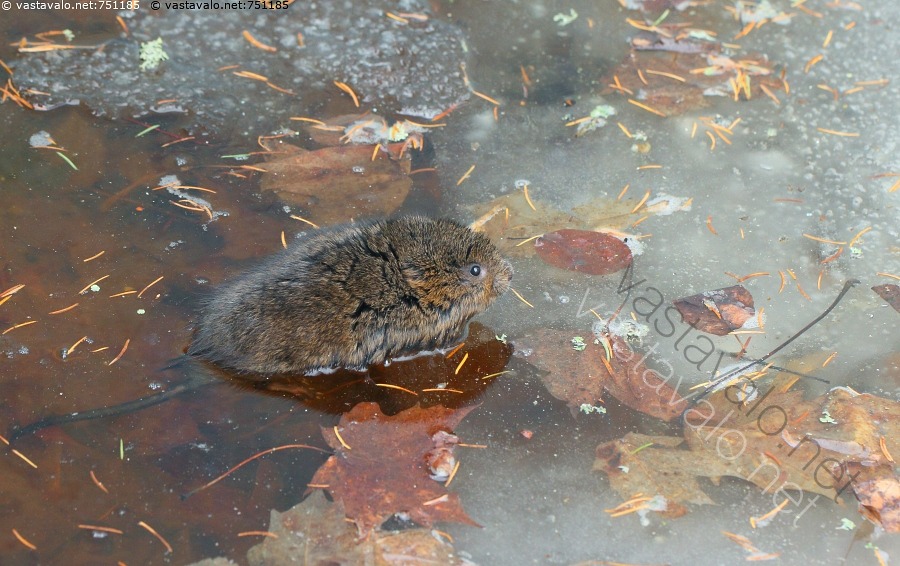 Kuva: Vesimyyrä - vesimyyrä vesirotta Arvicola amphibius nisäkäs ...