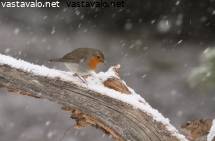 Kuva: Punarinta - Punarinta Erithacus rubecula muuttolintu lintu linnut ...
