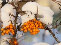 Kuva: Tyrni - tyrni rhamnoides hippophae marja tyrnimarja tyrninmarja ...