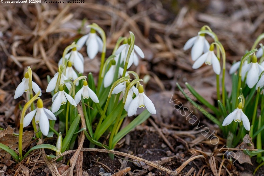 Kuva: Lumikello - lumikello puistolumikello Galanthus nivalis kasvi ...