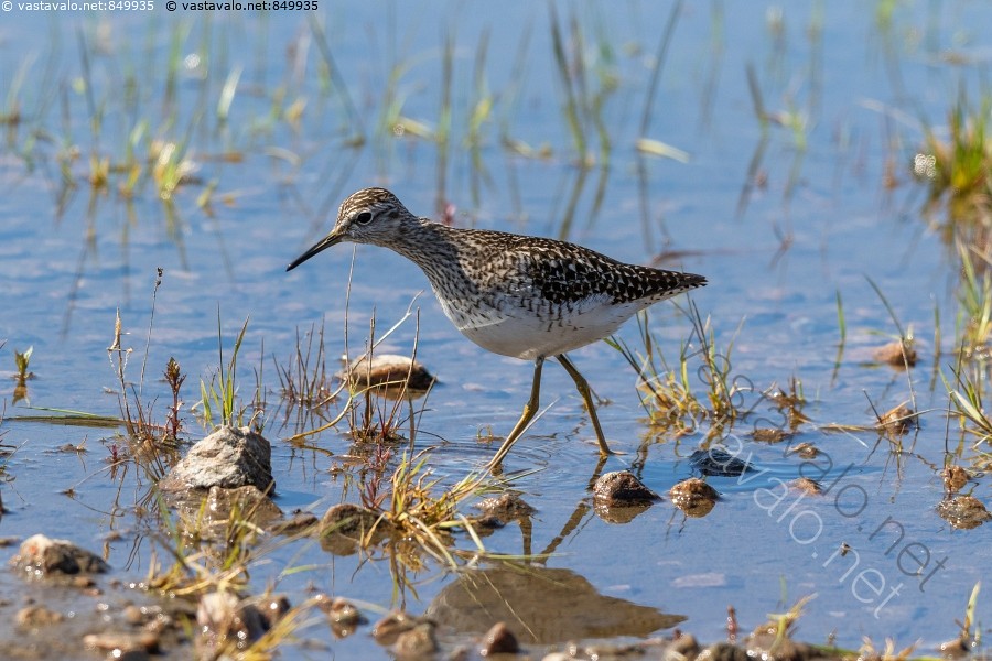 Kuva: Liro Tringa glareola - liro Tringa glareola lintu kahlaaja ...
