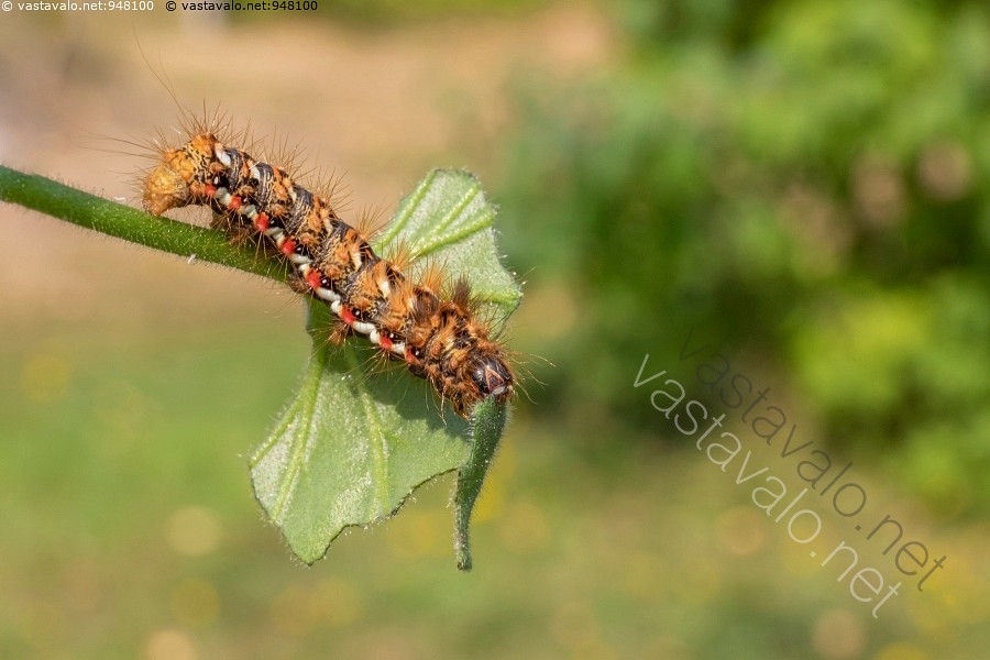 Kuva: Pilkkuiltayökkösen toukka - toukka perhosentoukka ...