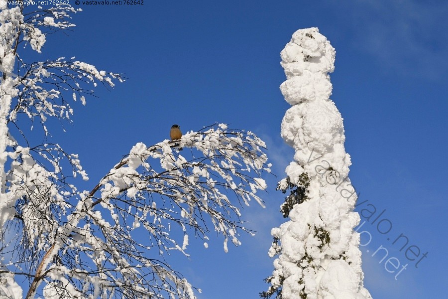 Kuva: Kuukkeli (Perisoreus infaustus) oksalla - lintu koivu kuusi ...