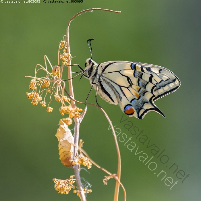 Kuva: Ritariperhonen - Papilio machaon ritariperhonen perhonen perhosen ...