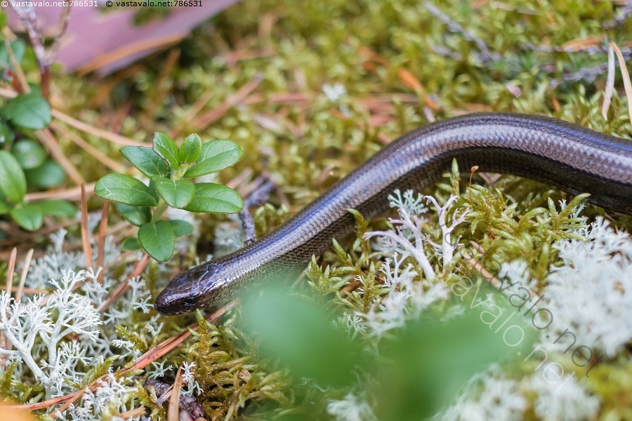 Kuva: Vaskitsa - Anguis fragilis vaskitsa jalaton lisko vaskikäärme kuparikäärme - Kuvapankki ...