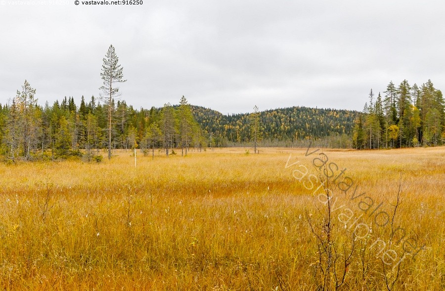 Kuva: Päättömänsuo ja Teerivaara - Päättömänsuo suo kasvillisuus ...
