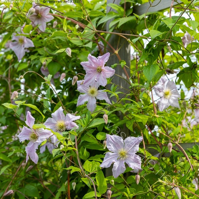 Kuva: Viinikärhö Clematis viticella Entel - Clematis viticella Entel ...
