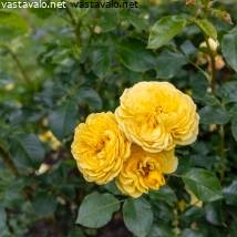 Kuva: Inka jaloruusu - Inka ruusu ruusulajike kerrottu ...