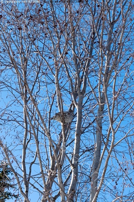 Kuva: Pyy lepän oksalla - Tetrastes aurinkoinen bonasia elinpiiri ...