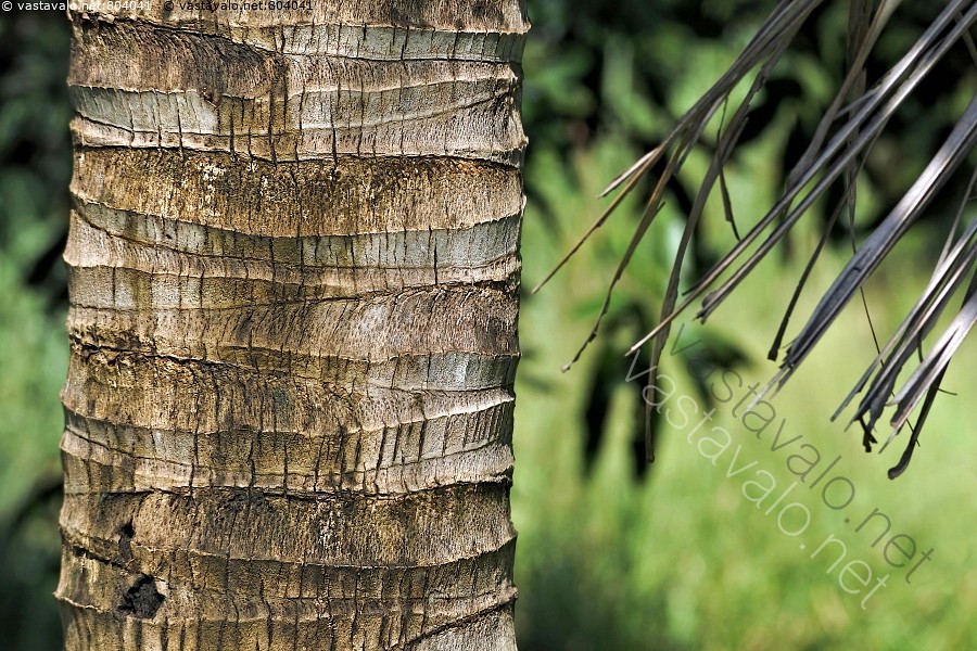 Kuva: Palmun runko - kasvi trooppinen puu palmu runko kuvio kuviot ...