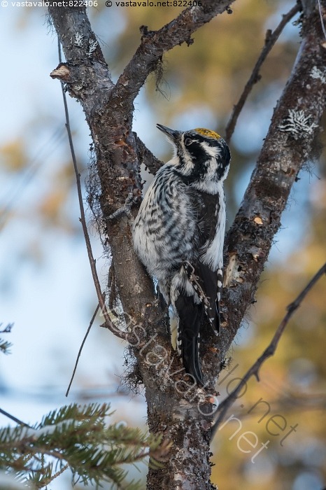 Kuva: Pohjantikka - pohjantikka Picoides tridactylus koiras ruokaileva ...