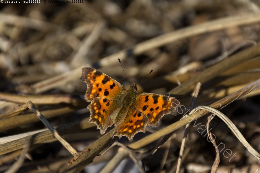 Kuva: Väriläiskä - perhonen hyönteinen kuiva kevät ensimmäinen kirjava ...