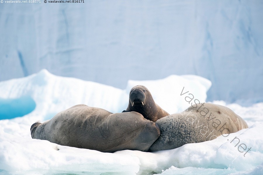 Kuva: Mursut nukkumassa - mursulauma levätä Huippuvuoret Pohjoinen ...