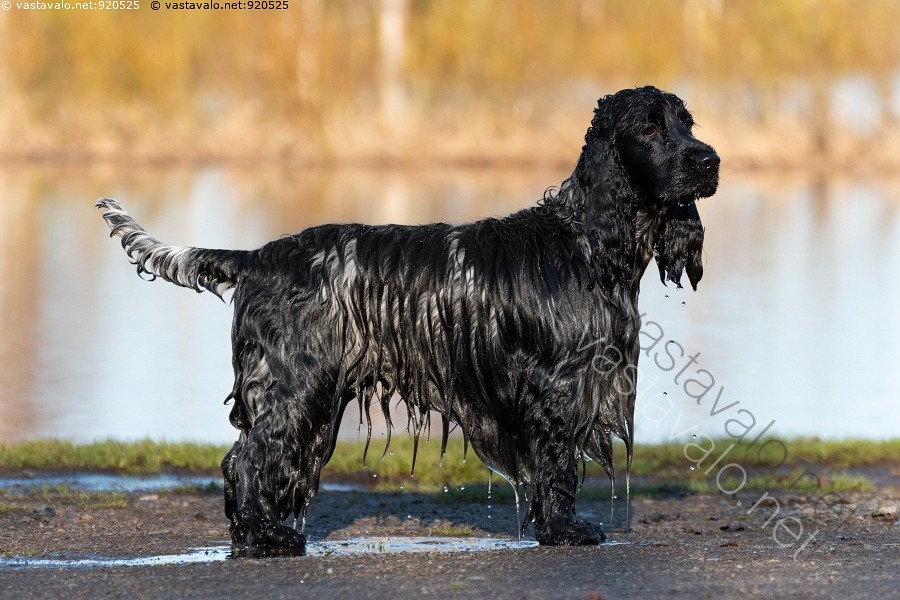 Kuva: Vesikoira - cockerspanieli noutava ylösajava koira vesikoirat ...
