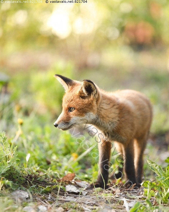 Kuva: Kettu auringossa. - Vulpes vulpes kettu citykettu ketunpoika ...