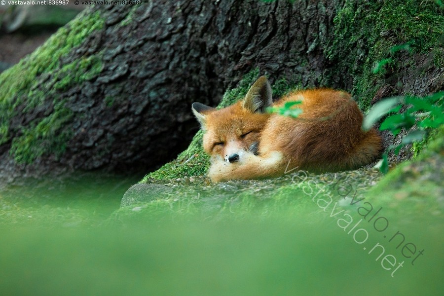 Kuva: Kettu metsässä nukkumassa - Vulpes vulpes kettu citykettu ...