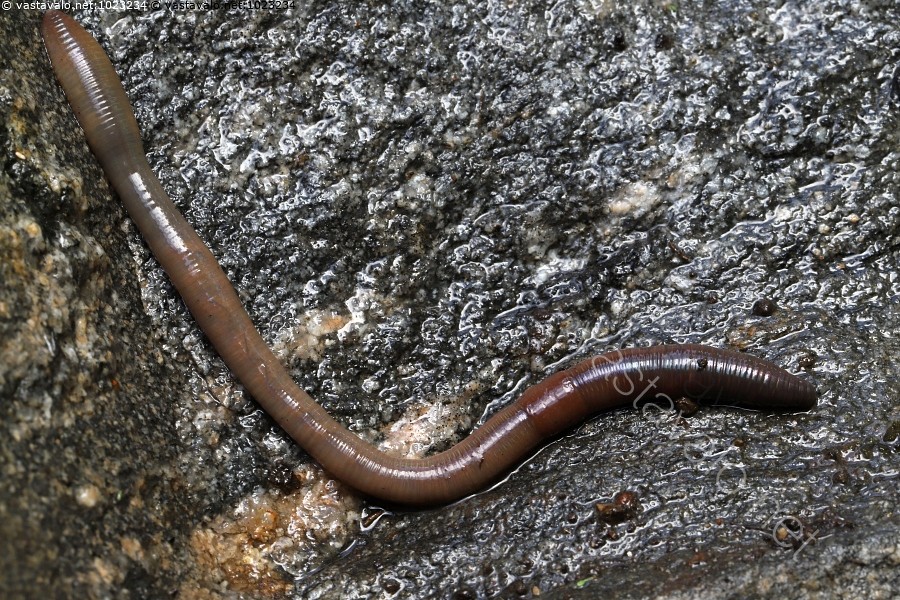 Kuva: Mato kivellä - mato kastemato kasteliero liero luonto Lumbricus ...